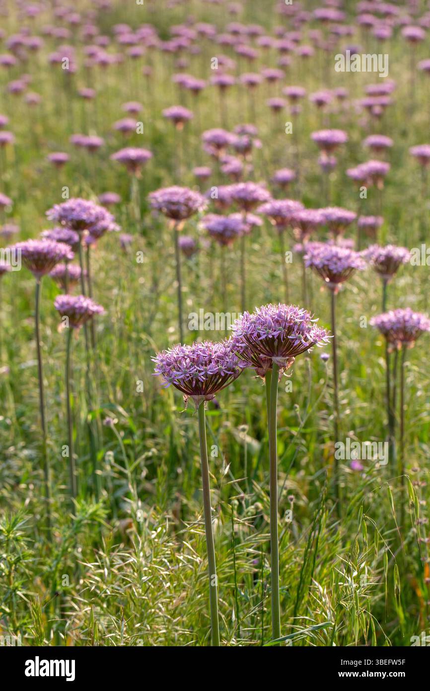 Allium atropurpureum or Allium hollandicum is a plant species native to ...