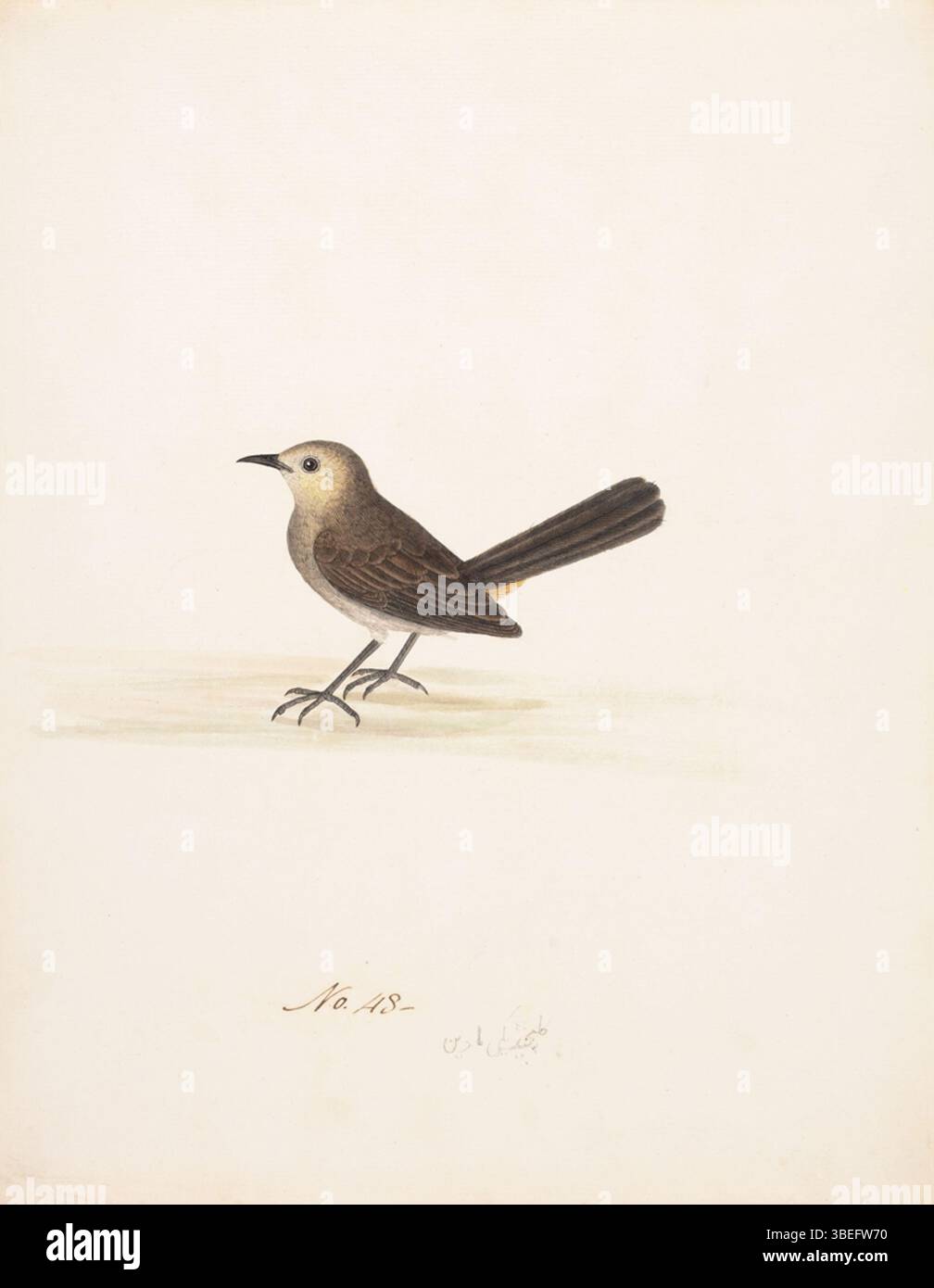 Indian robin species identification hi-res stock photography and images ...