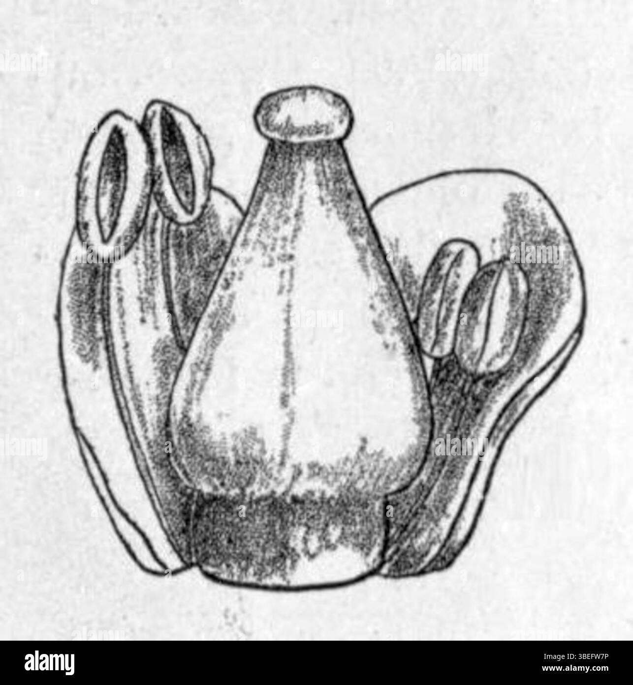 A 1908 botanical image of Lysichiton camtschatcensis, featuring a ...
