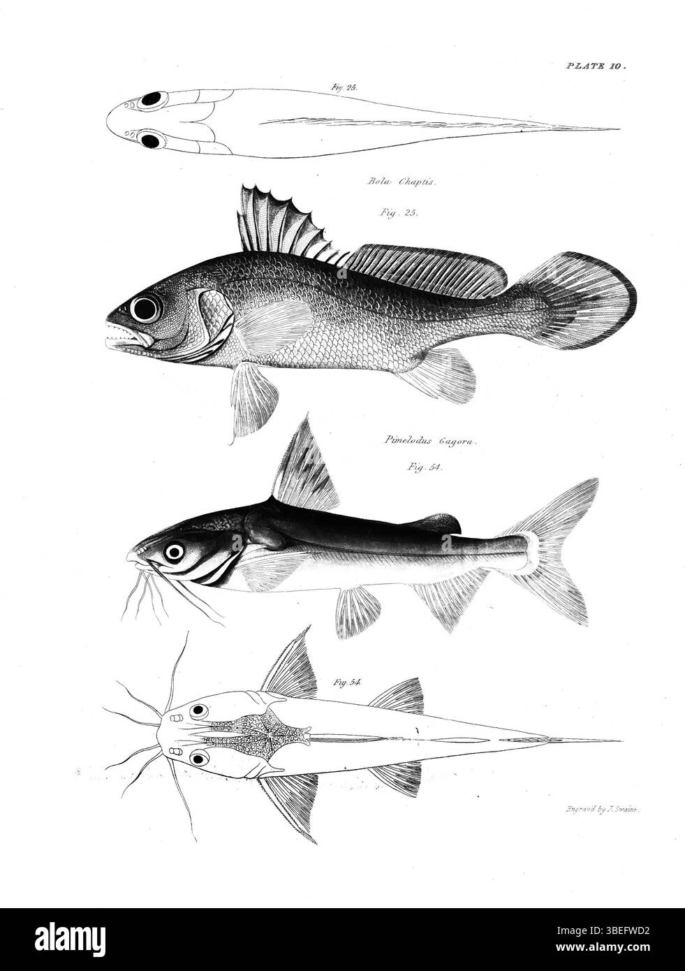Fish plate from Francis Hamilton's 1822 work 'An Account of the Fishes ...