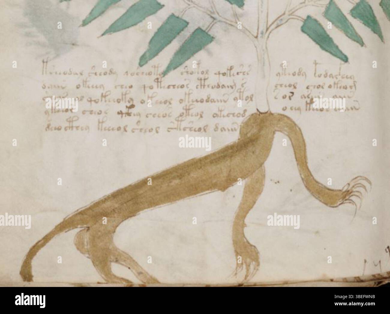 This digitized detail from a 15th-century manuscript shows a plant root ...