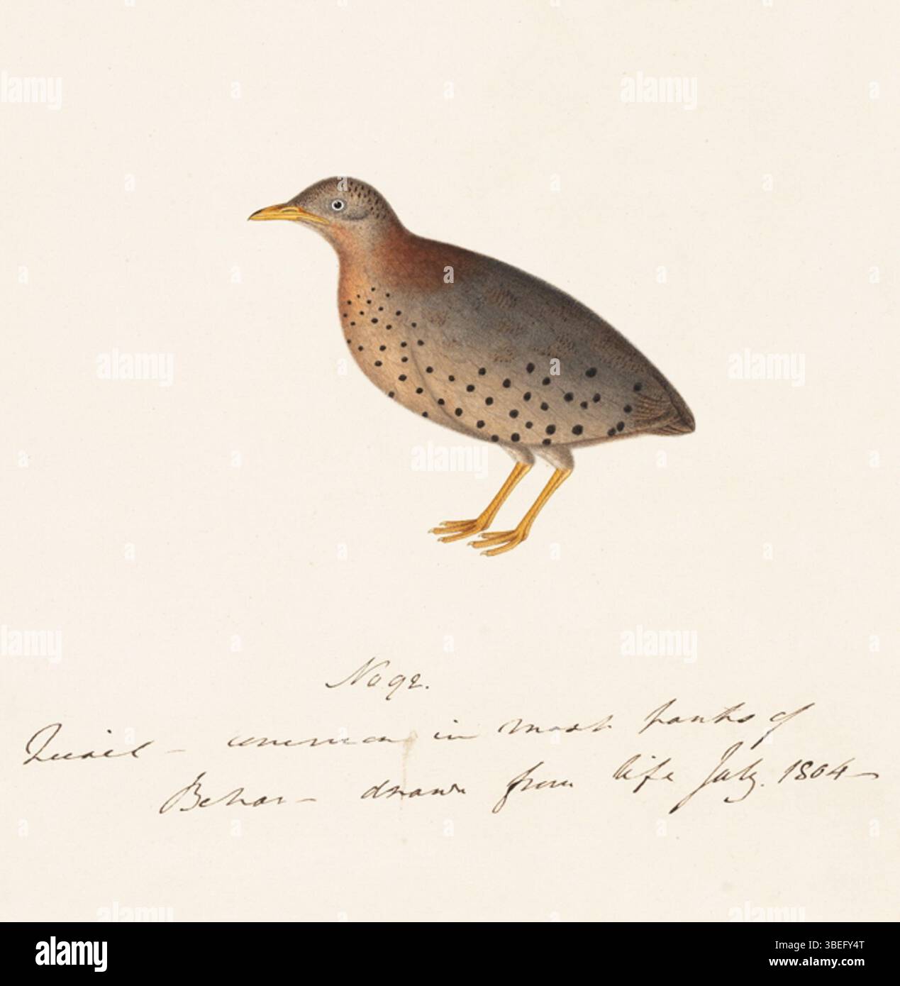 The yellow-legged buttonquail, depicted in this artwork, is known for ...