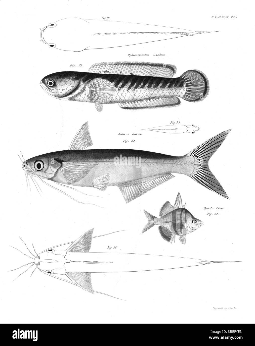 Fish plate from Francis Hamilton's 1822 publication, 'An Account of the ...