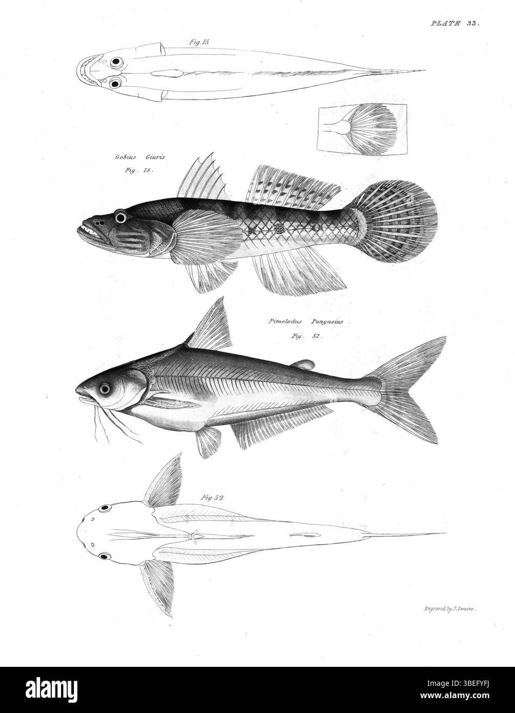 Aquatic biodiversity research Cut Out Stock Images & Pictures - Alamy