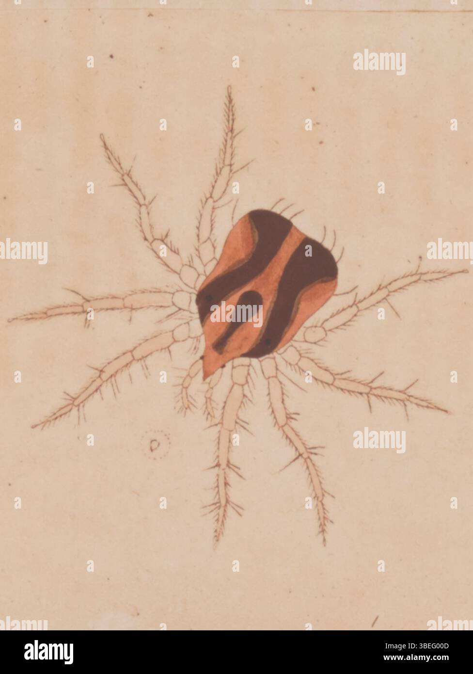 This print depicts the underside of Actineda, an insect species, from ...