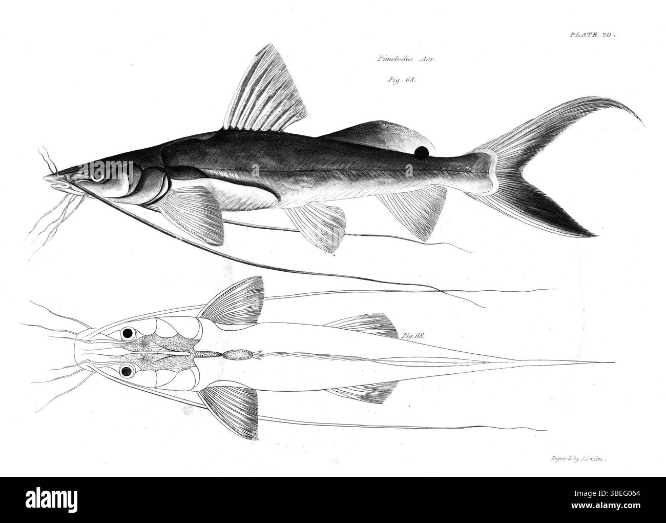Fish plate from Francis Hamilton’s 1822 work 'An Account of the Fishes ...