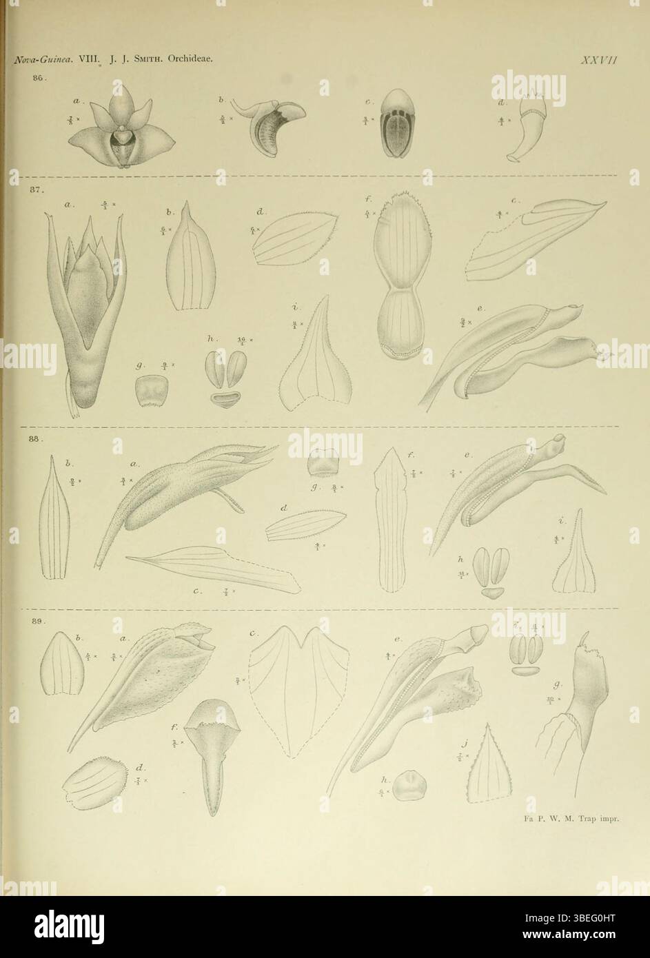This plate from *Nova Guinea 8(3)*, 1909, by Johannes Jacobus Smith ...