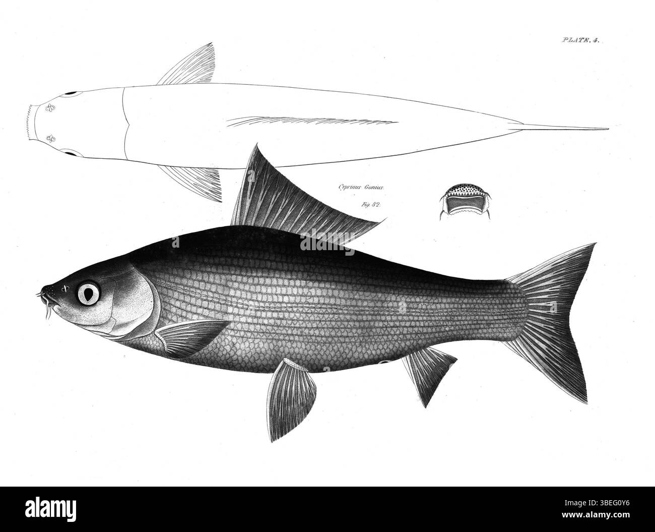 This fish plate from Francis Hamilton’s *An Account of the Fishes Found ...