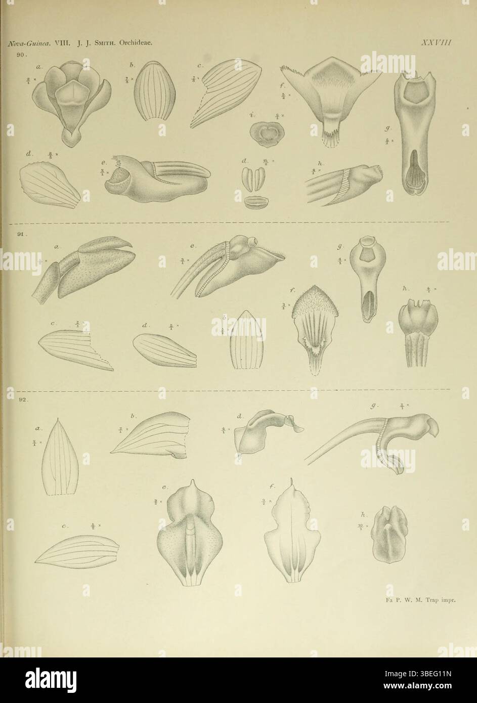This plate from *Nova Guinea 8(3)*, 1909, showcases species like ...