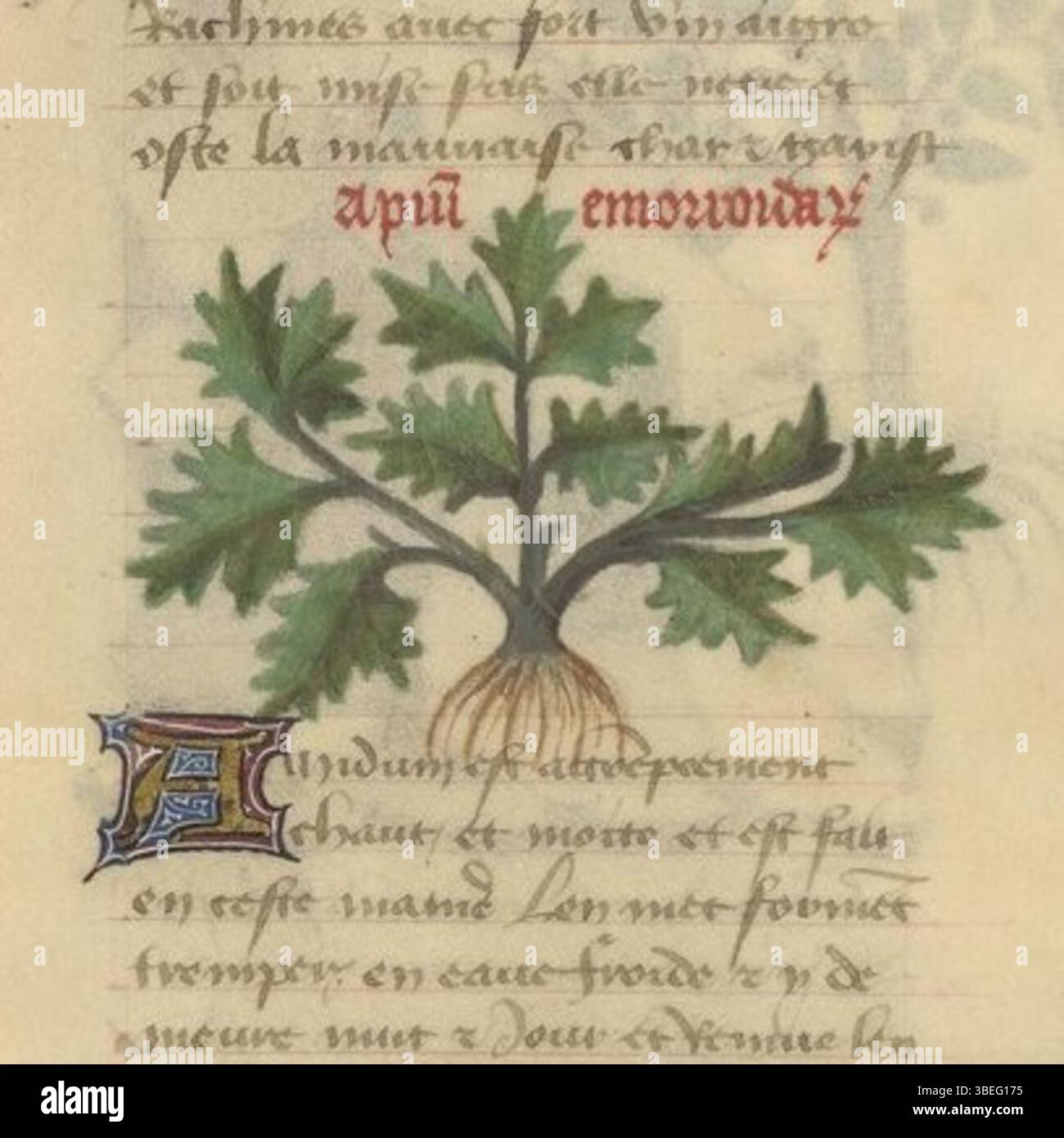 This manuscript detail, dating from between 1425 and 1450, is part of ...