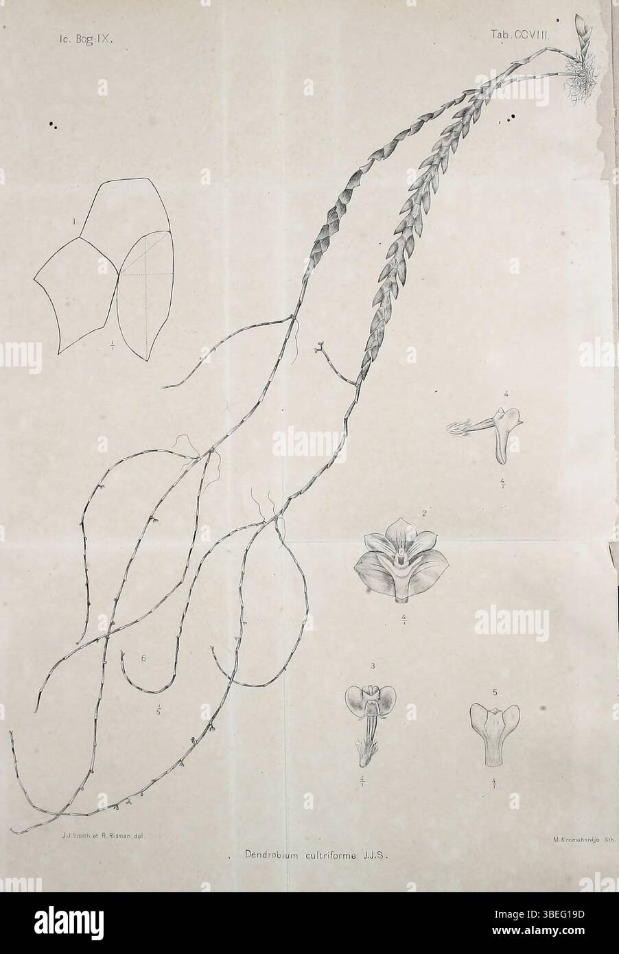 Dendrobium platyphyllum, also known as Dendrobium cultriforme, is an ...