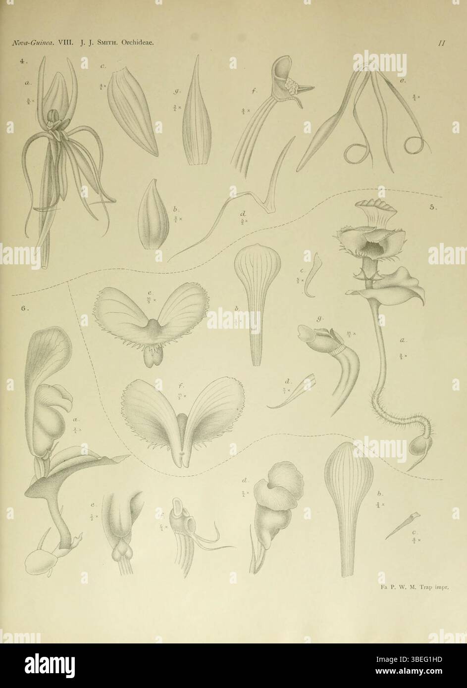 This 1909 botanical illustration by Johannes Jacobus Smith showcases ...