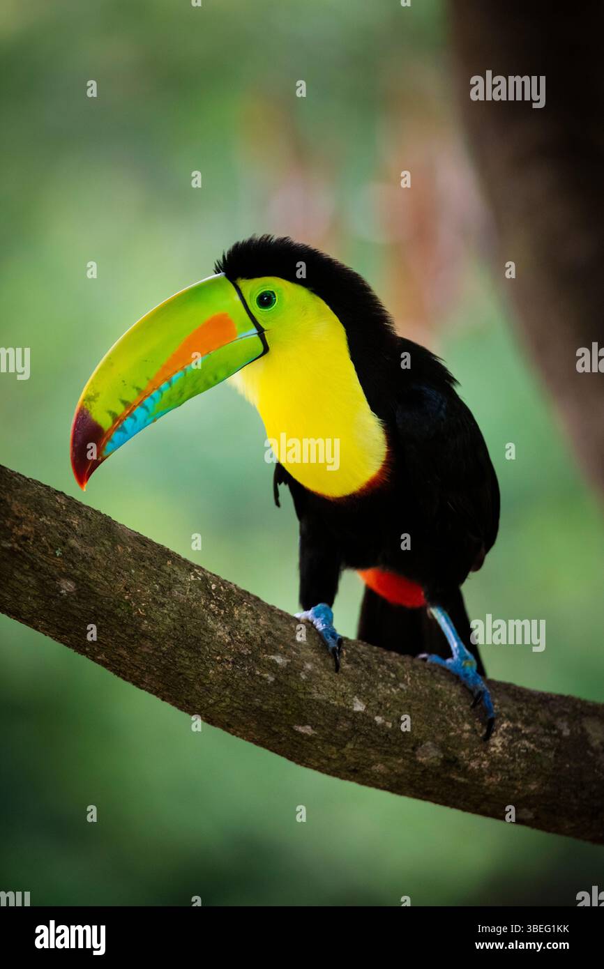 Keel-billed Toucan, Ramphastos sulfuratus, in the rainforest of Cerro ...