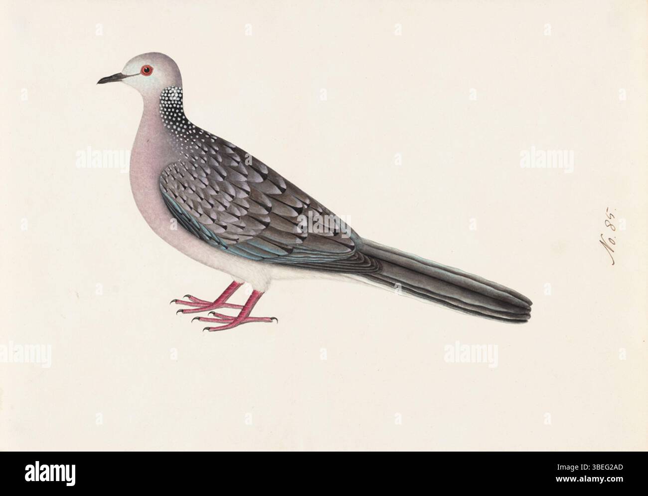 The 1800 painting titled CompanyPainting0718 depicts a spotted dove ...