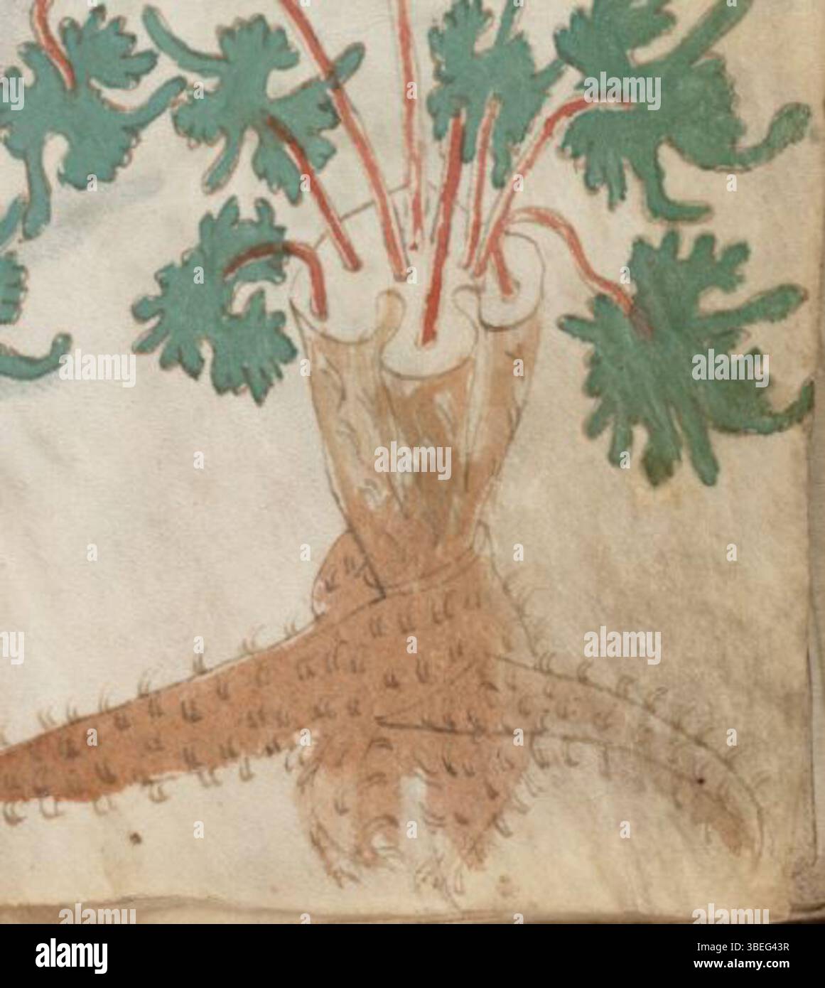 This detail from a 15th-century manuscript shows the root of a plant ...