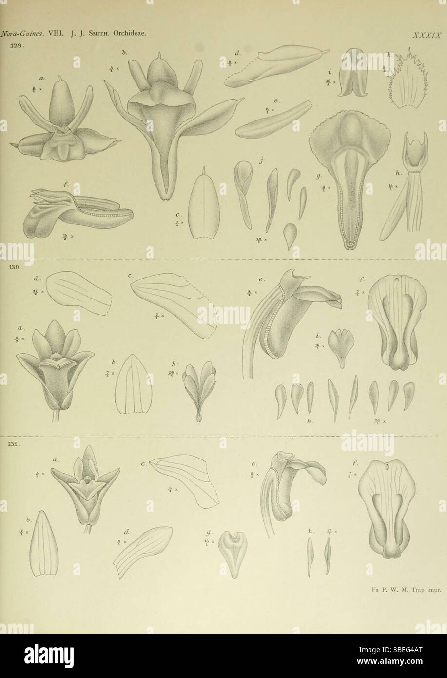 Appendicula palustris hi-res stock photography and images - Alamy