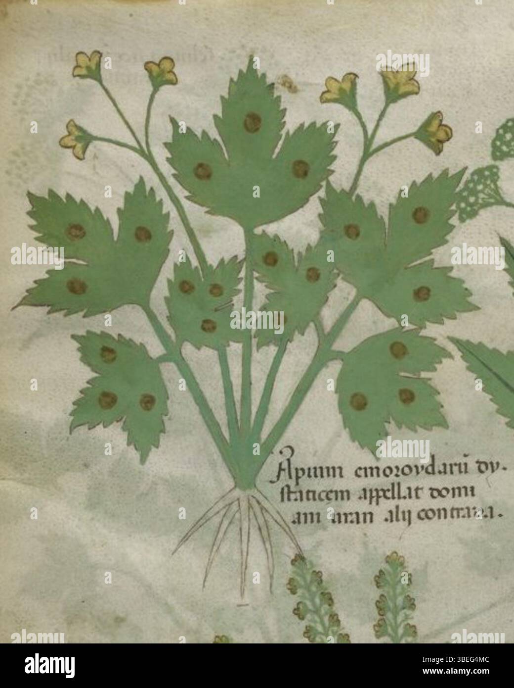 This detail from the manuscript 'BL Sloane 4016' (circa 1440) showcases ...