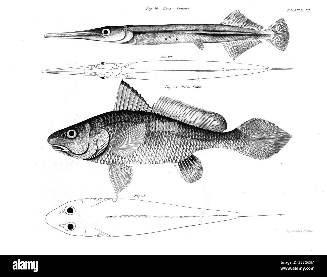 This fish plate is part of Francis Hamilton's 1822 work, *An Account of ...