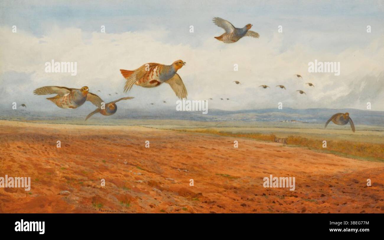 'A Covey of Grey Partridge in Flight' by Archibald Thorburn (1860–1935 ...