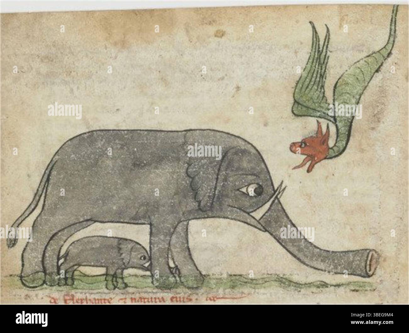 This 13th-century bestiary illustration shows an elephant with its ...