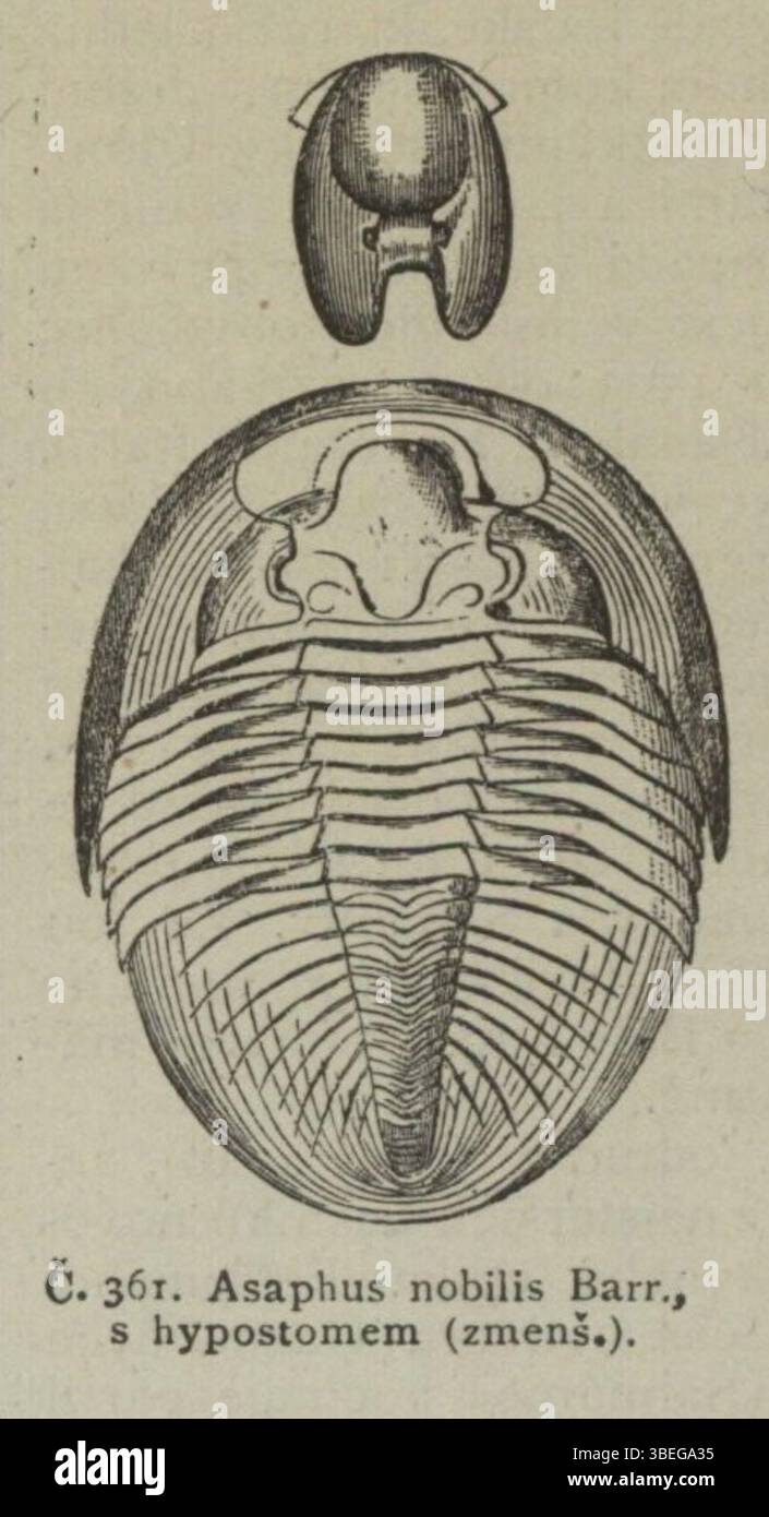 Fossil specimen of the trilobite species *Asaphus nobilis*, described ...