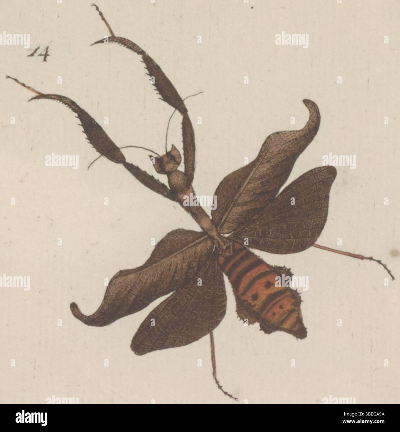 This print depicts Acanthops, a genus of mantids, from the Iconographia ...