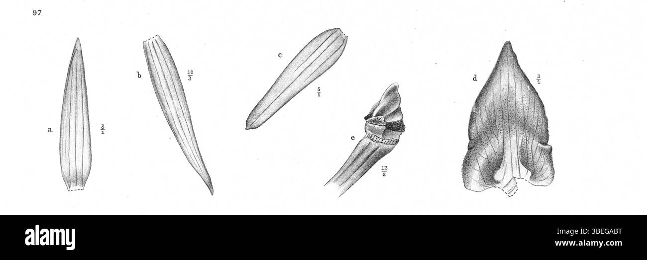 'Cryptostylis arfakensis' is a botanical illustration by Johannes ...