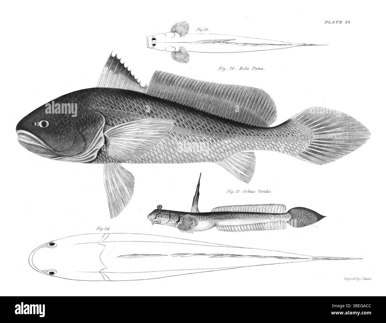 Francis Hamilton's fish plate from 1822 showcases various species ...