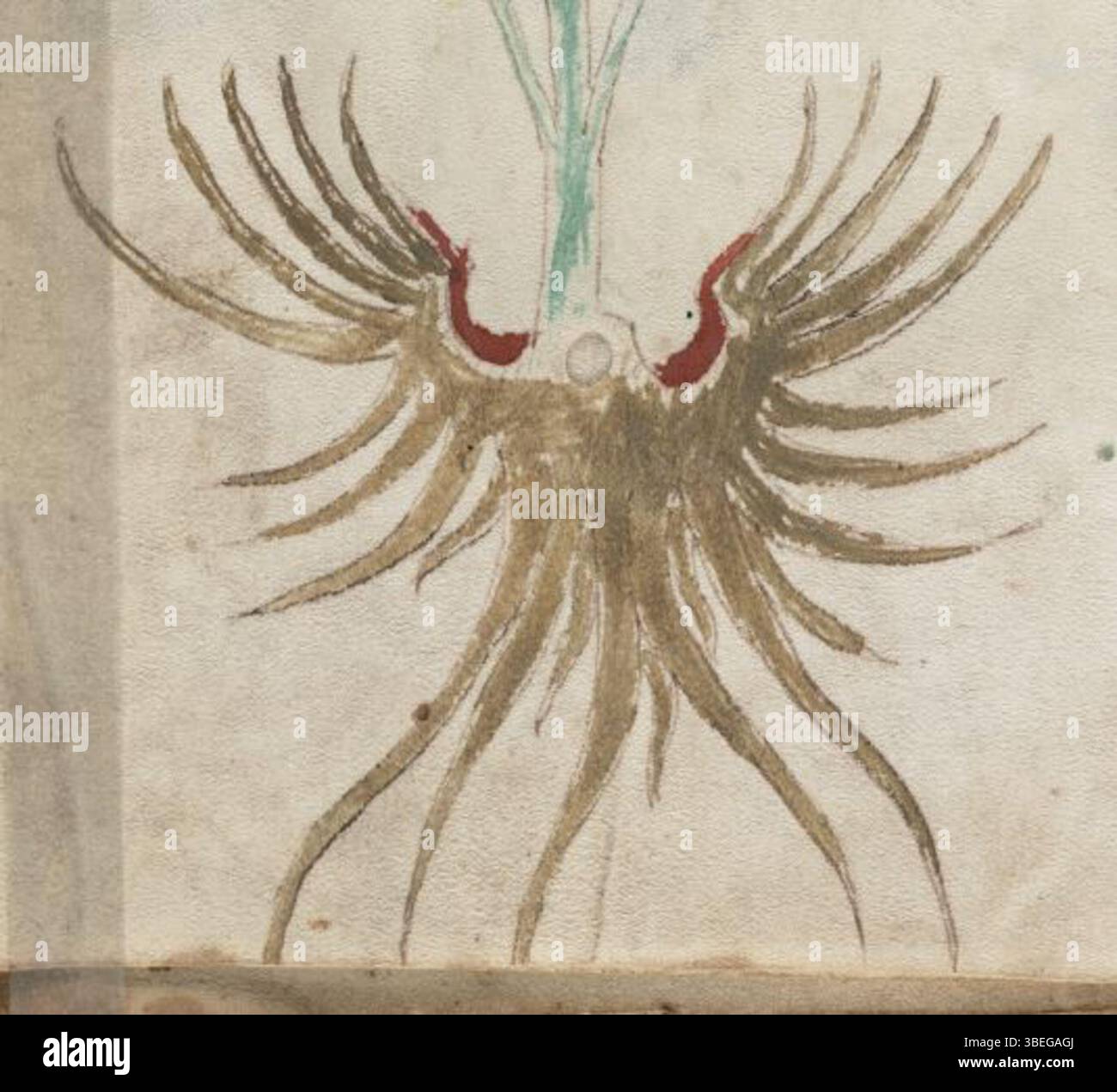 This 15th-century manuscript detail illustrates a plant root resembling ...