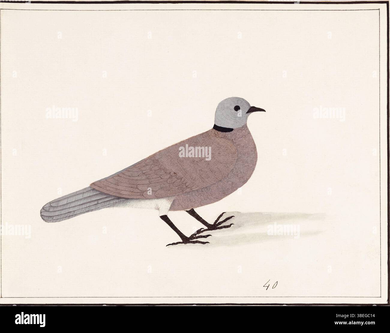 The 1800 painting portrays the Red Turtle Dove, a bird distinguished by ...