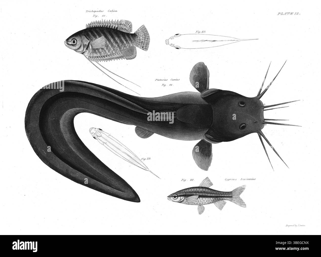 Fish plate from 'An Account of the Fishes Found in the River Ganges and ...