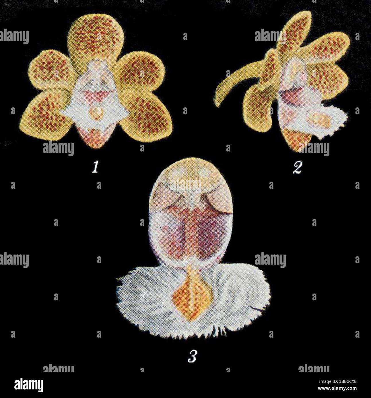 The 1932 illustration by Oakes Ames showcases the flower *Gastrochilus ...