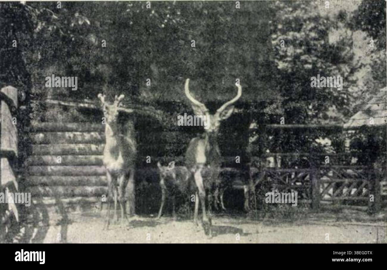 Photograph by Pál M. Vajda from 1924 showing two deer in a zoo, one ...