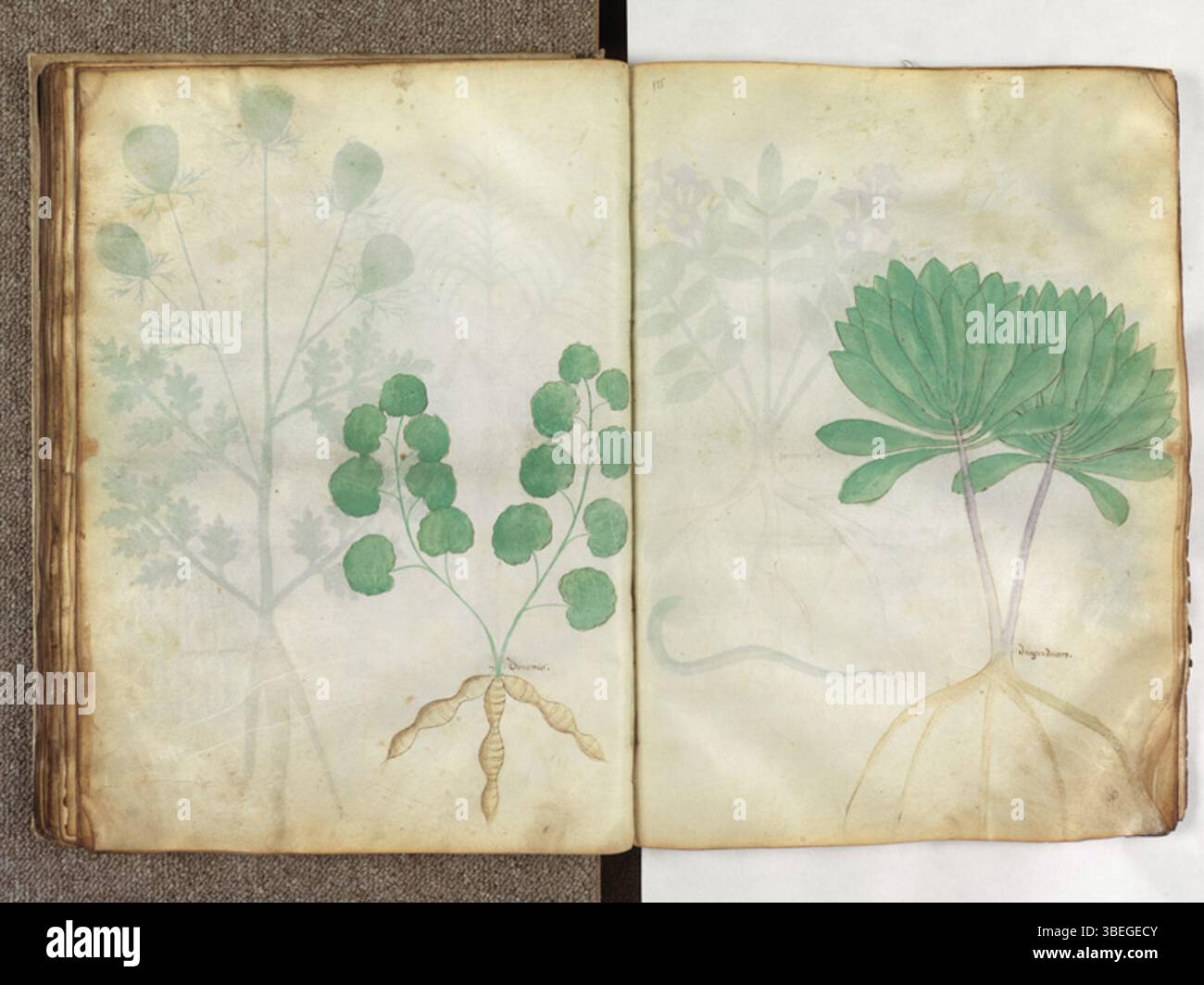 This manuscript page from Masson 116, dated around 1370, is part of the ...