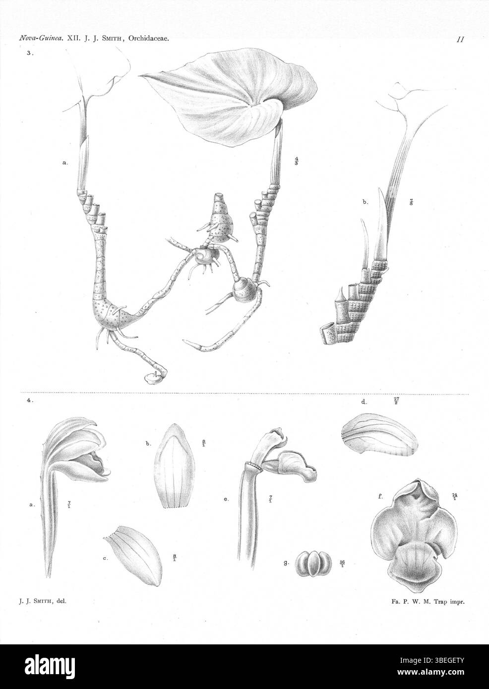 This plate from the 1913 edition of 'Nova Guinea' features ...