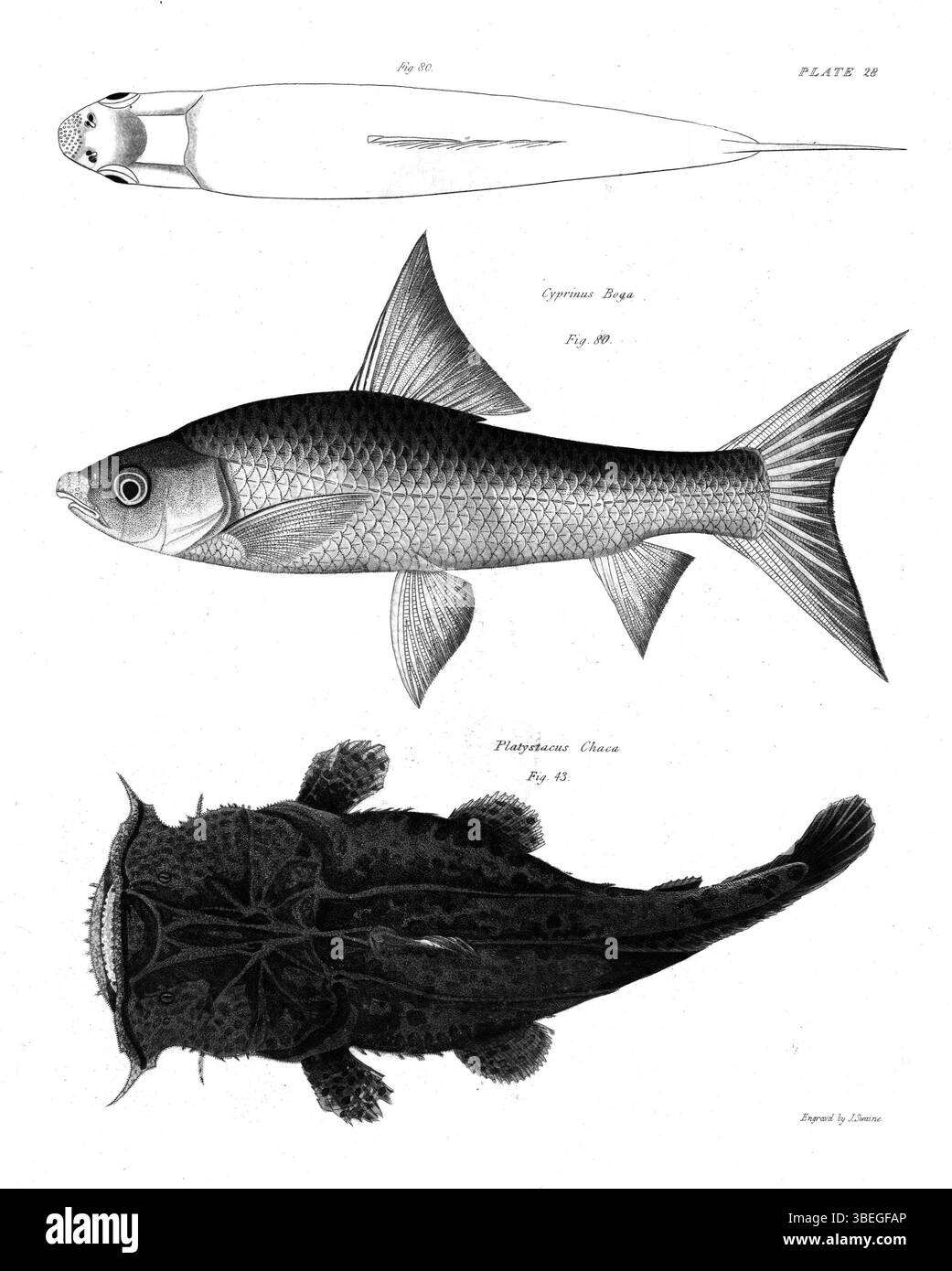 This fish plate from Francis Hamilton's 1822 publication, *An Account ...