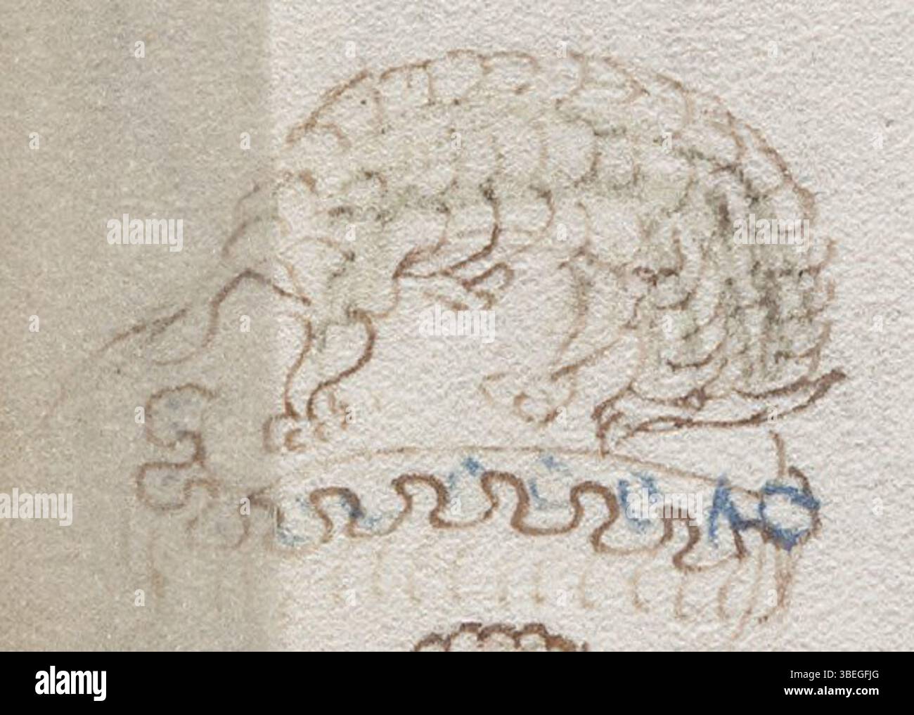 This detail from the Voynich Manuscript (f80v) shows an animal ...