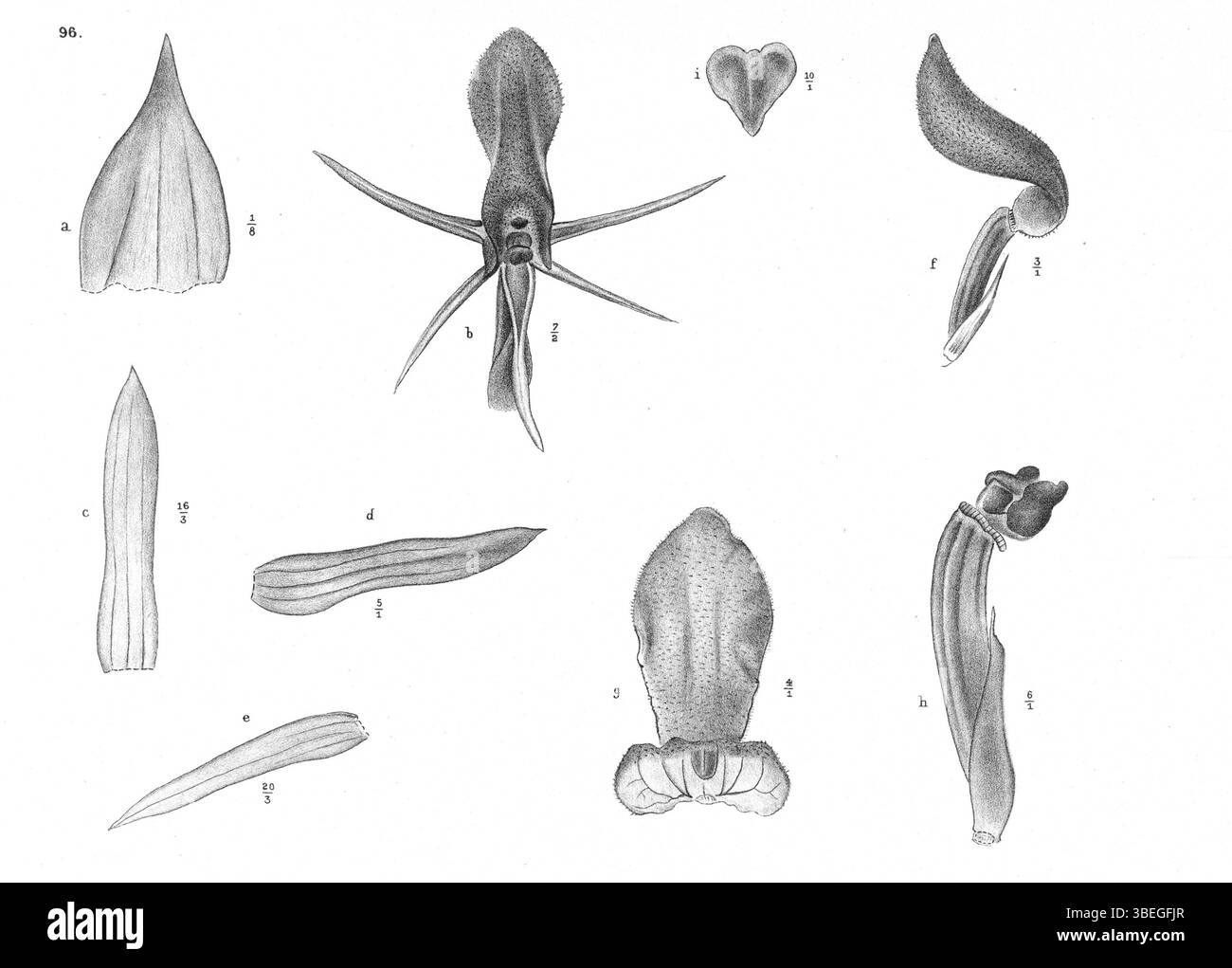 Different plant species on Black and White Stock Photos & Images - Alamy