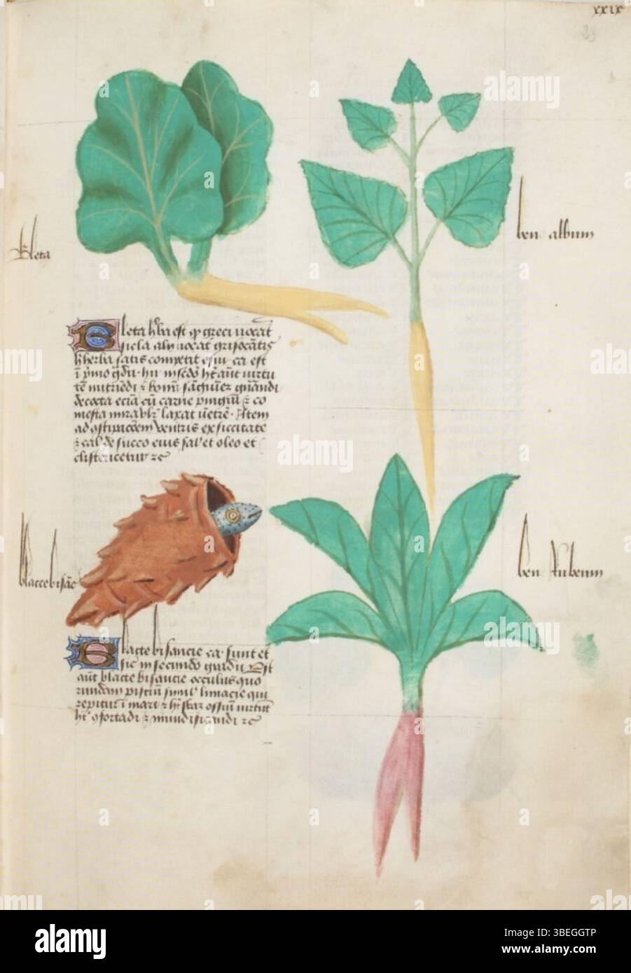 This manuscript page from the Estense Collection, dated 1458, features ...