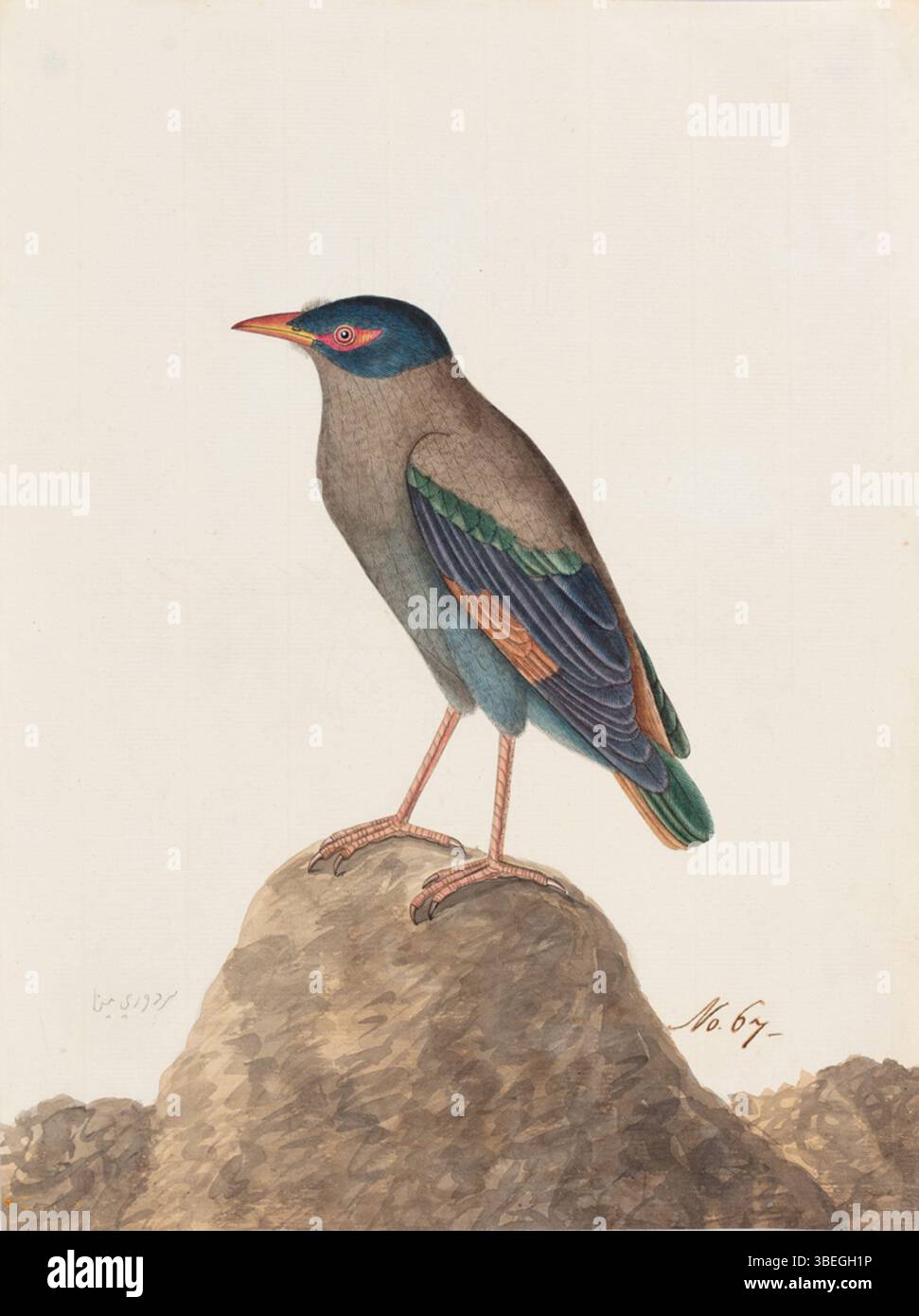 Familiar flocking bird hi-res stock photography and images - Alamy