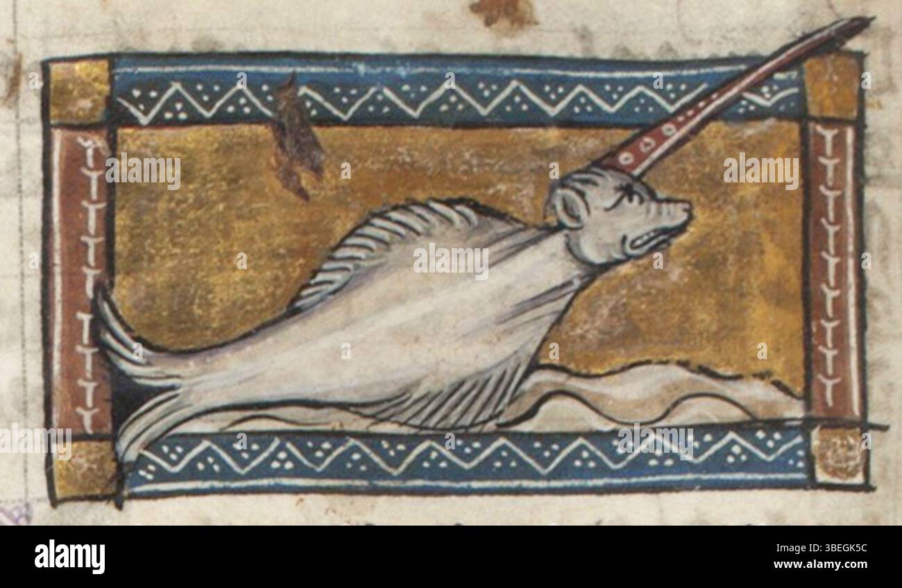 This depiction of a narwhal, featured in The Public Domain Review ...