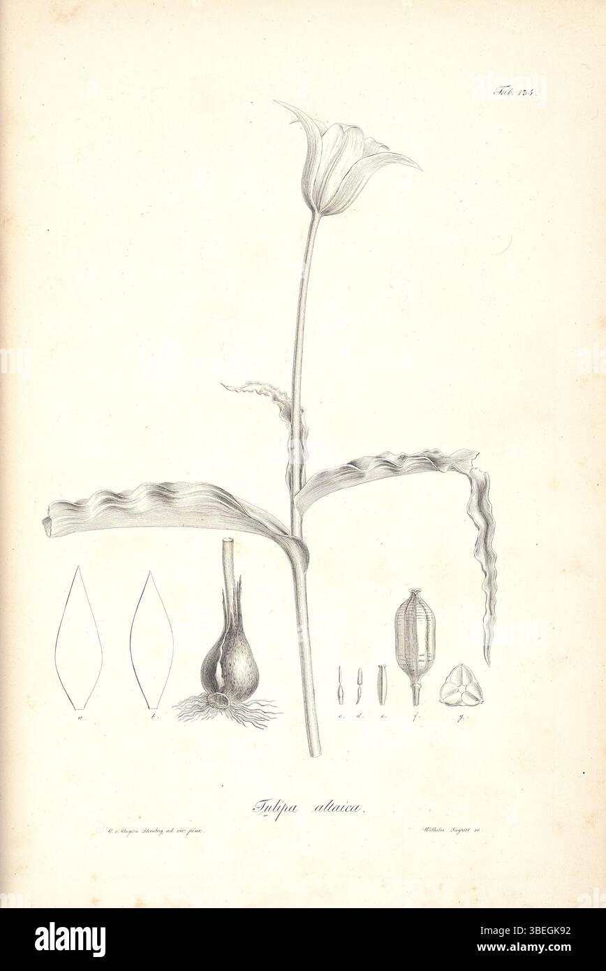 Botanical illustration of *Tulipa altaica*, published in 1830 by ...