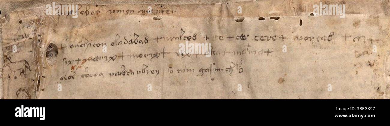 Detail from f116v of the Voynich Manuscript, a 15th-century illustrated ...