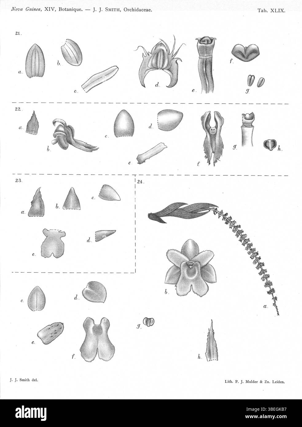 This botanical illustration from the 'Nova Guinea' series by Johannes ...