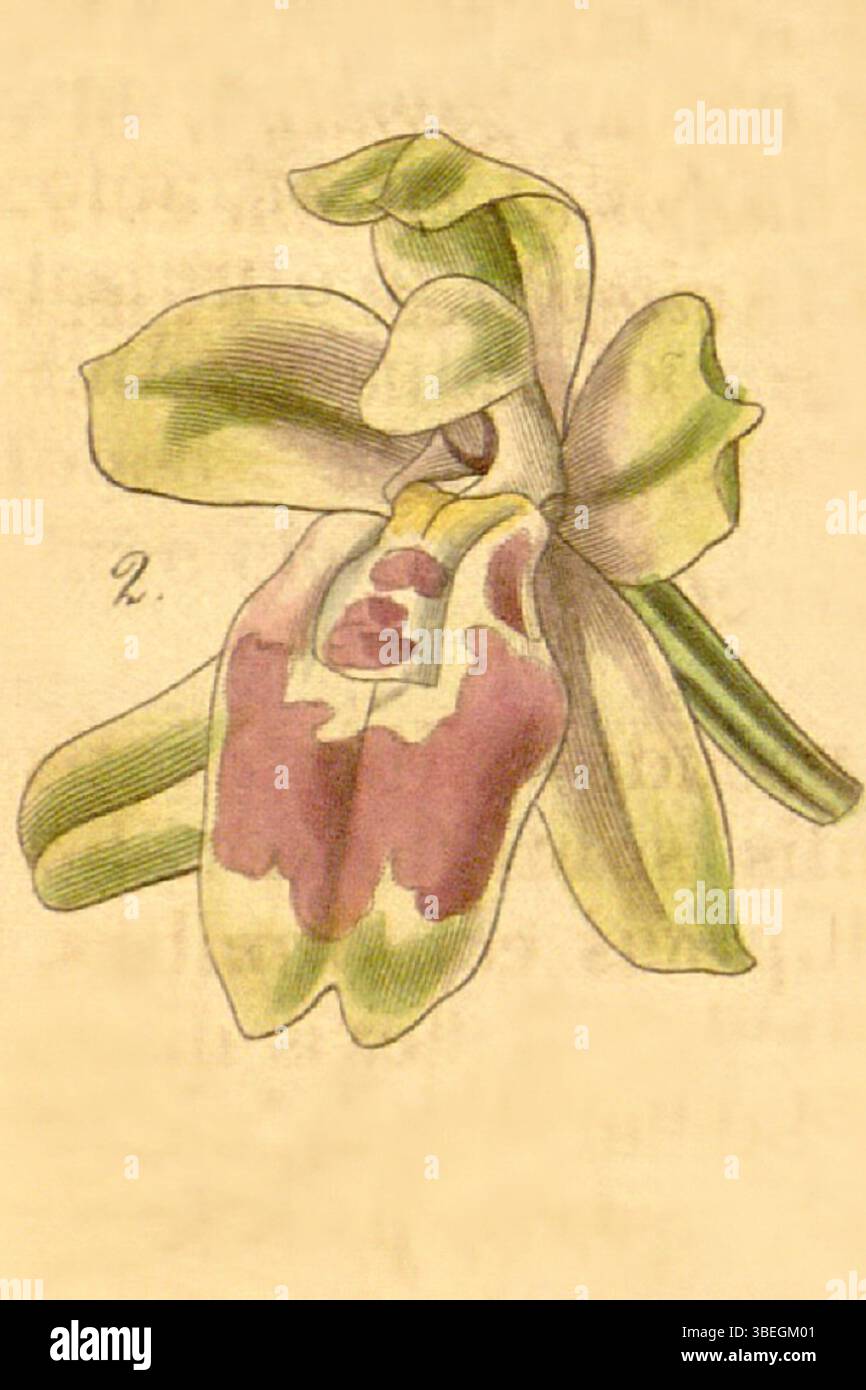 This illustration by Walter Hood Fitch, created in 1841, depicts the ...
