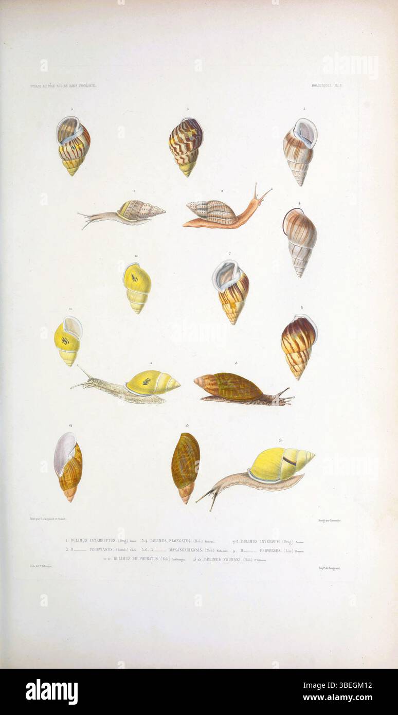 Plate 8 from *Voyage au Pôle Sud*, illustrating fifteen figures of ...
