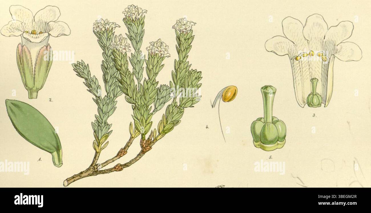 Archeria serpyllifolia, illustrated by Walter Hood Fitch in 1860, is a ...