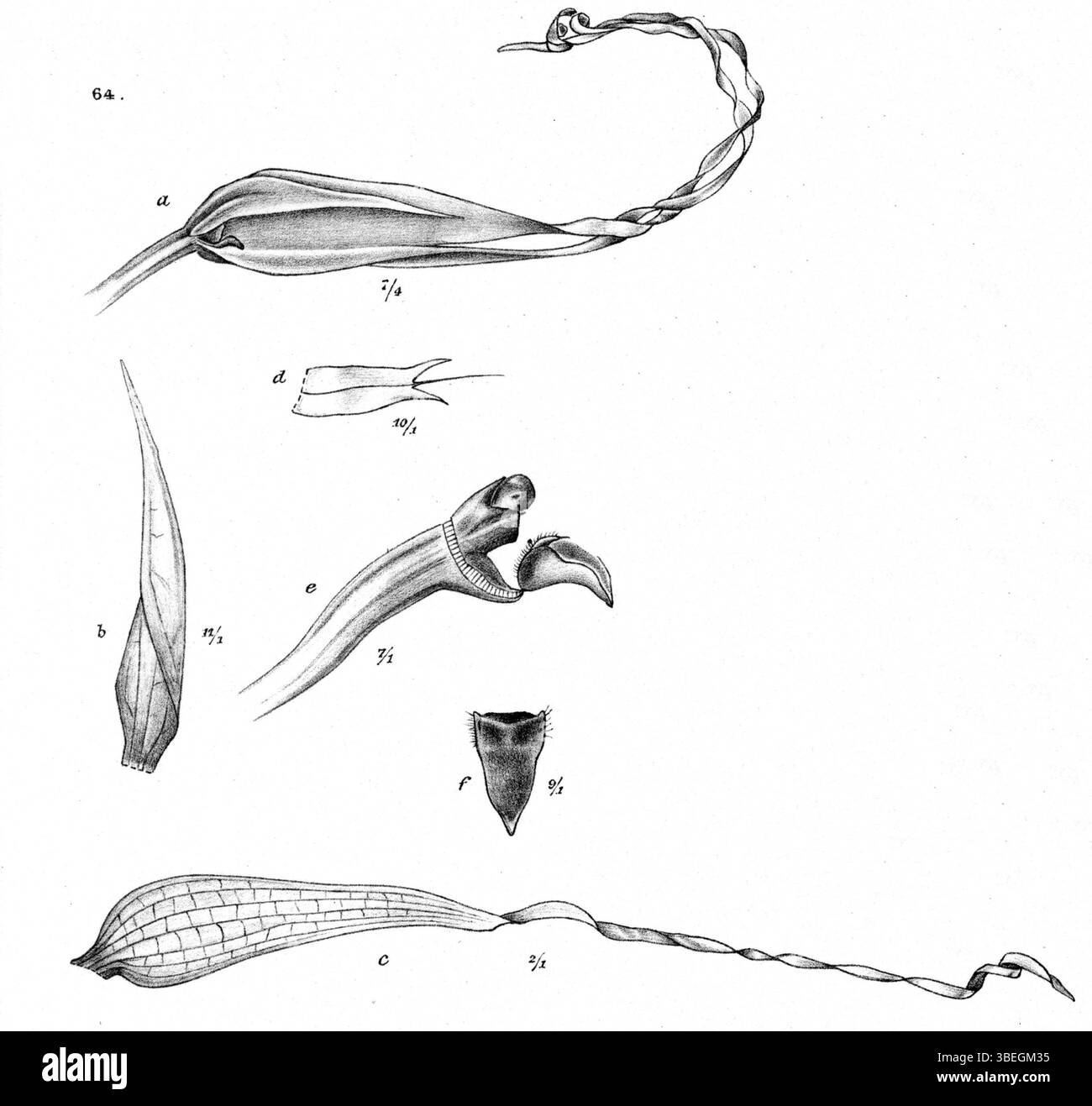 This botanical illustration depicts *Bulbophyllum contortisepalum*, a ...