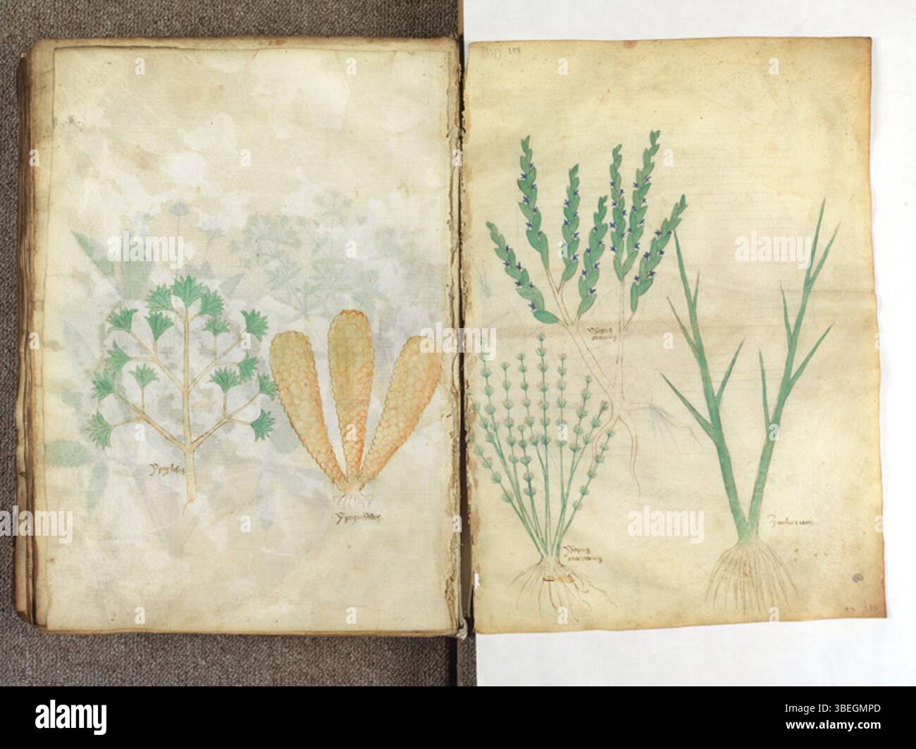 This manuscript page from the Paris Beaux-Arts collection, Masson 116 ...