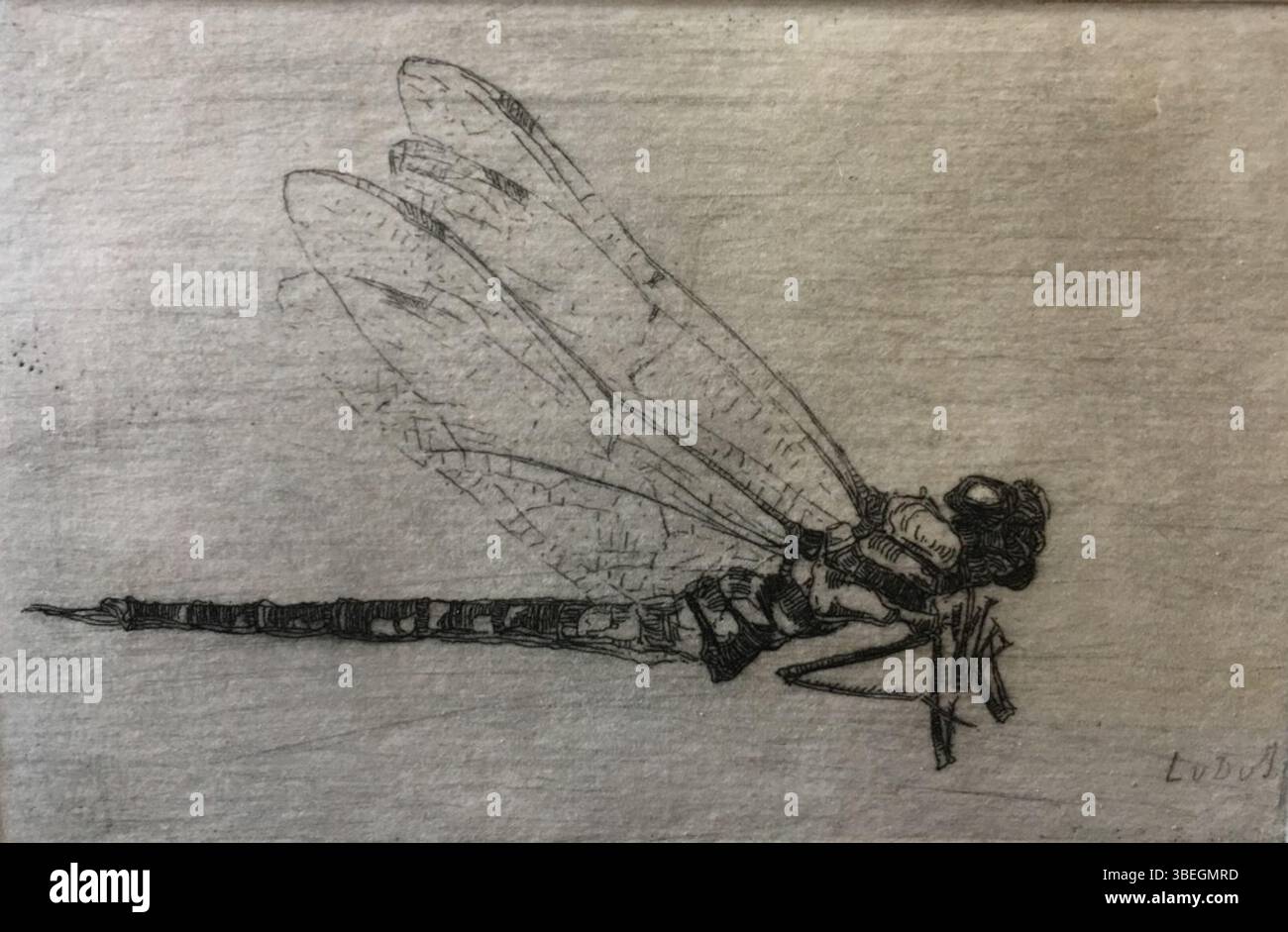 Lucie van Dam van Isselt's 1908-1910 etching 'Libelle' features a ...